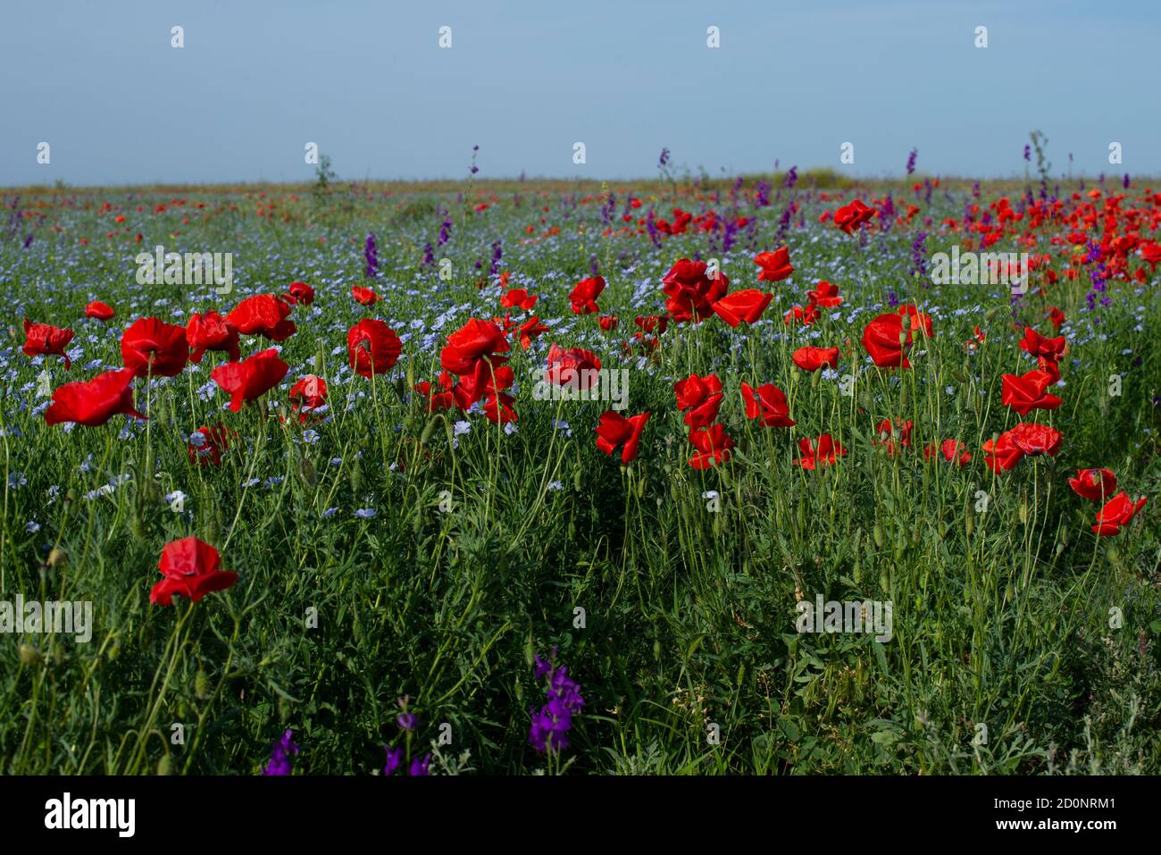 The field of the blossoming flax and poppies flowers Stock Photo - Alamy
