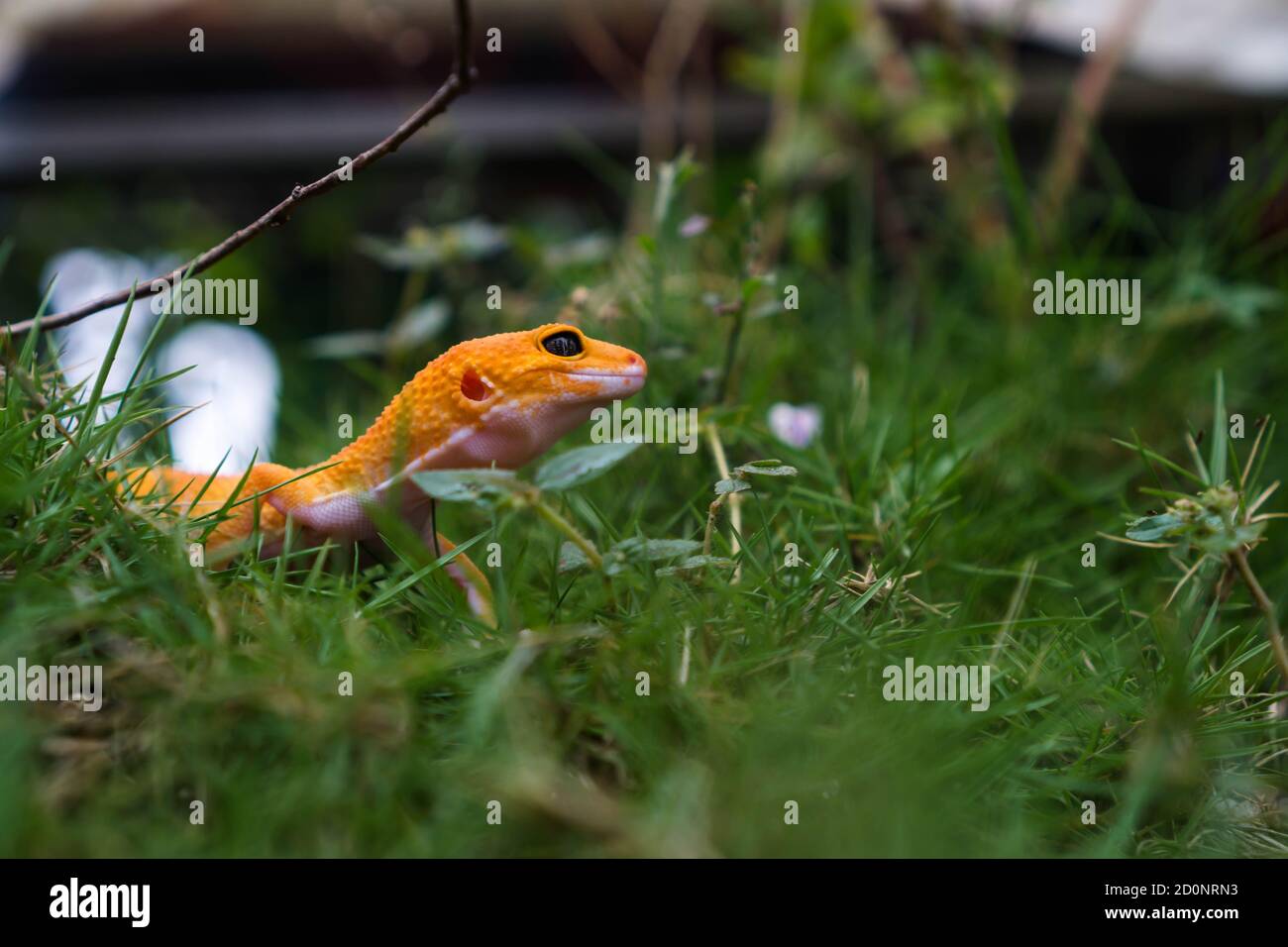 Common leopard geckos are one of the most popular lizard pets. They are ...