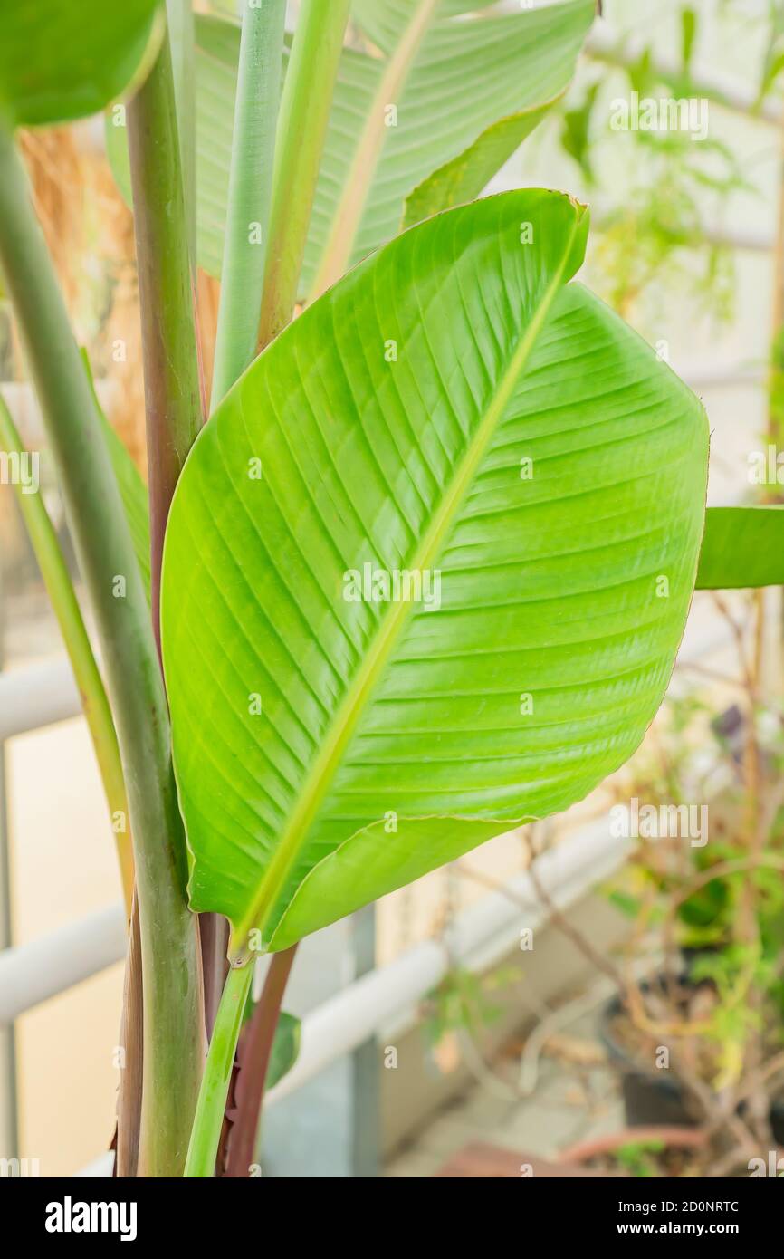 Ficus elastic plant rubber tree leaf, close up Stock Photo - Alamy