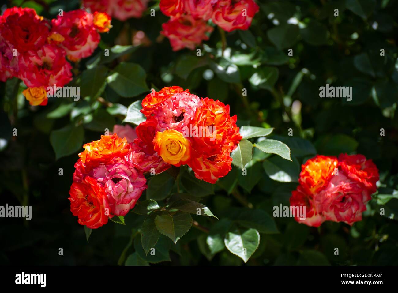 Beautiful blooming roses in the summer green garden Stock Photo - Alamy
