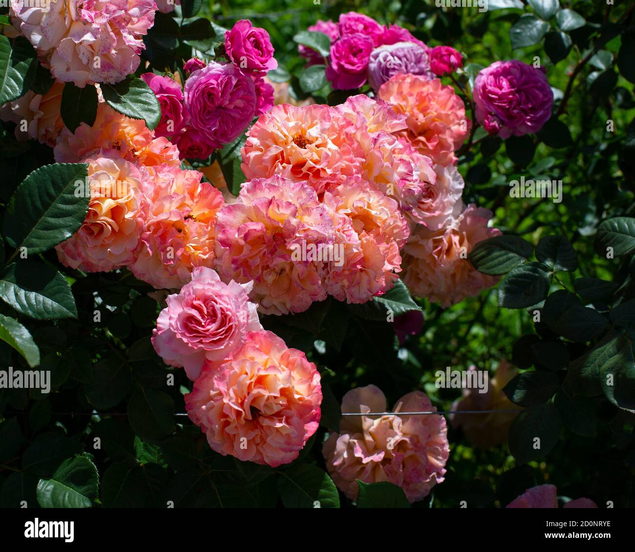 Beautiful blooming pink roses in the summer green garden Stock Photo ...