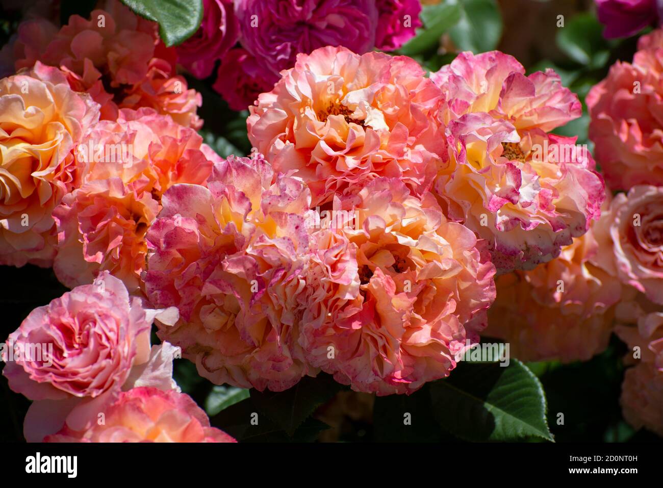 Beautiful blooming pink roses in the summer green garden Stock Photo ...