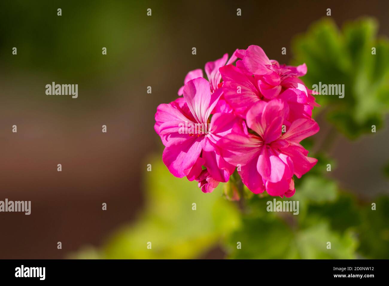 Pink geraniums in the morning Stock Photo - Alamy