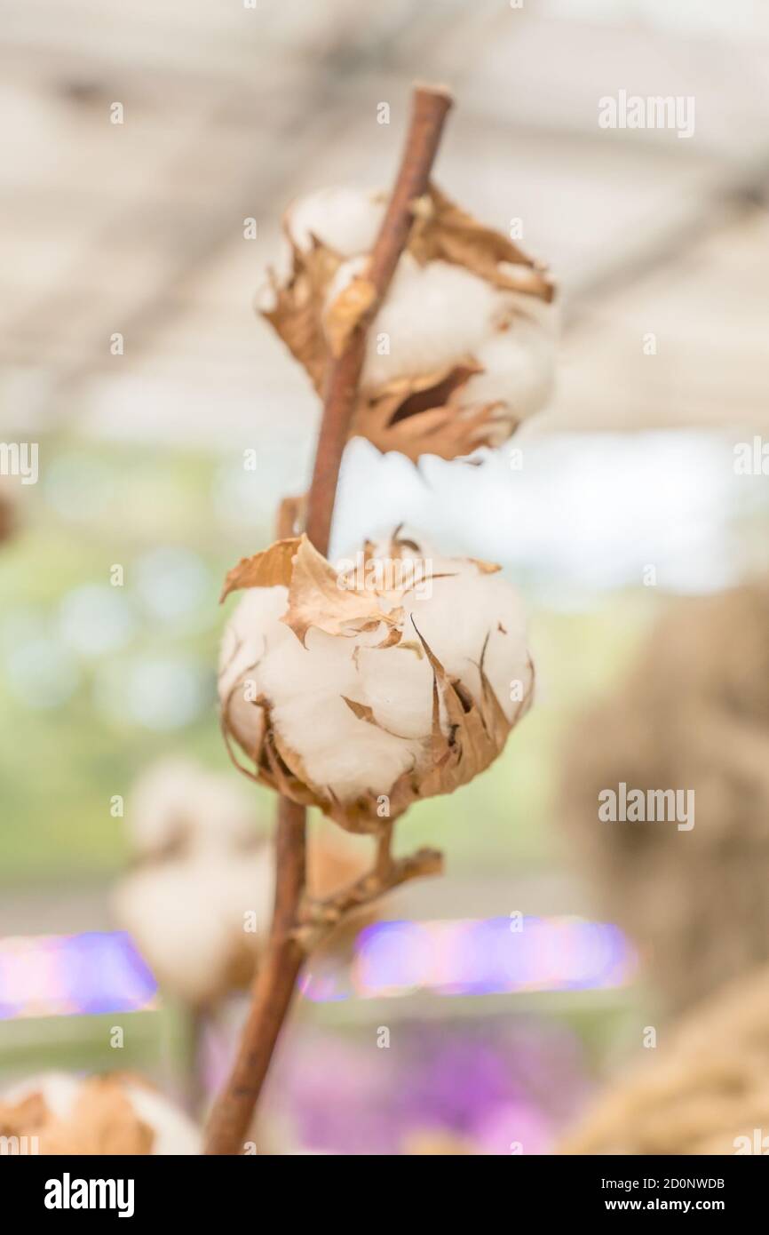 bouquet of cotton branches. Dry flowers for interior decoration Stock ...