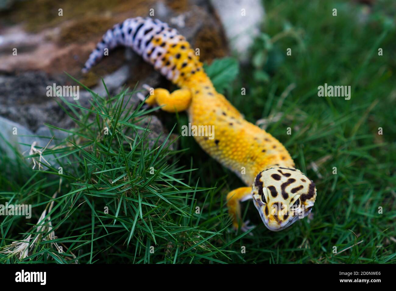 Common leopard geckos are one of the most popular lizard pets. They are ...