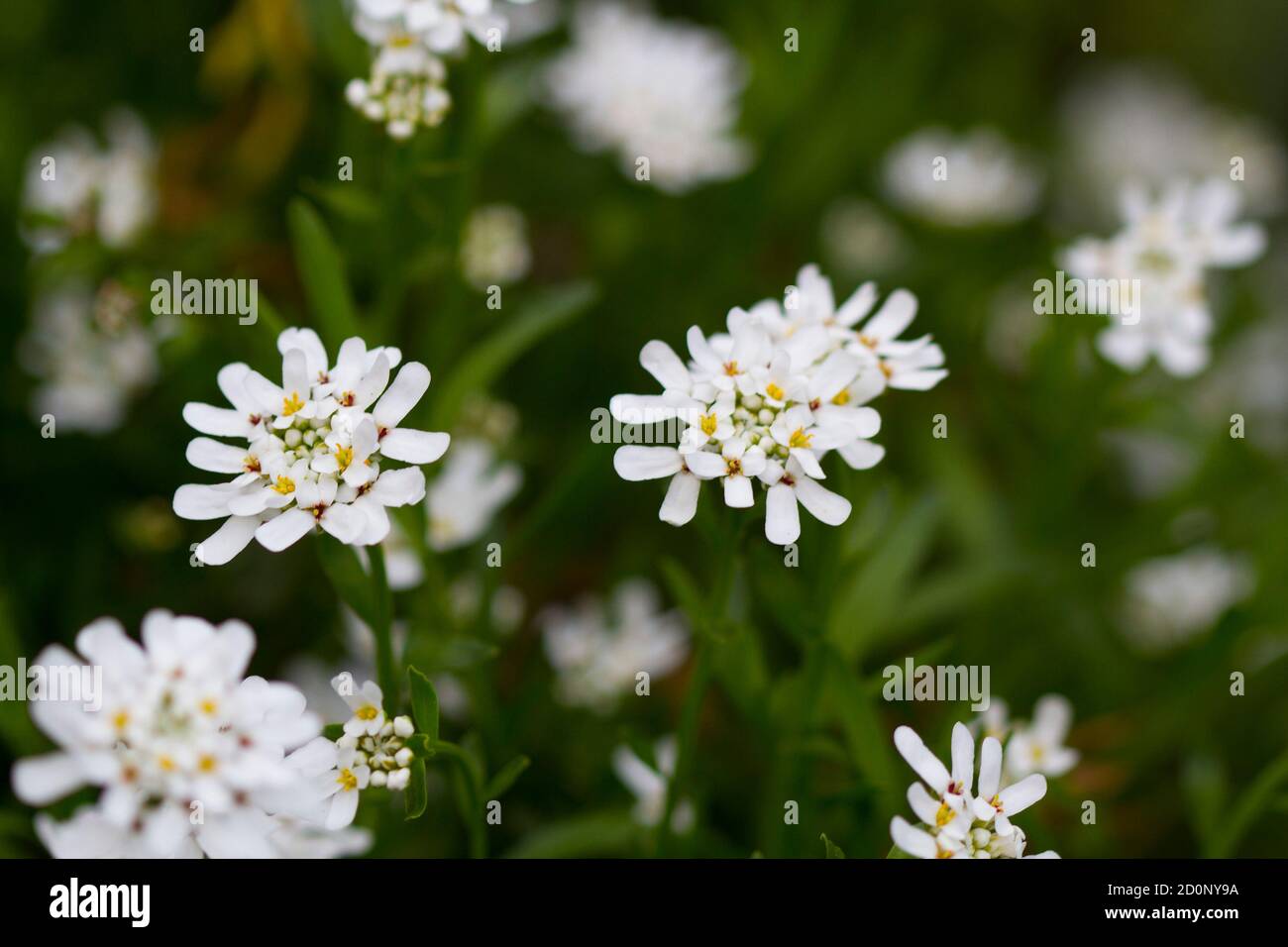 White flowers in spring Stock Photo - Alamy