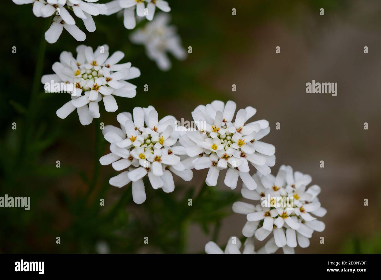 White flowers in spring Stock Photo - Alamy