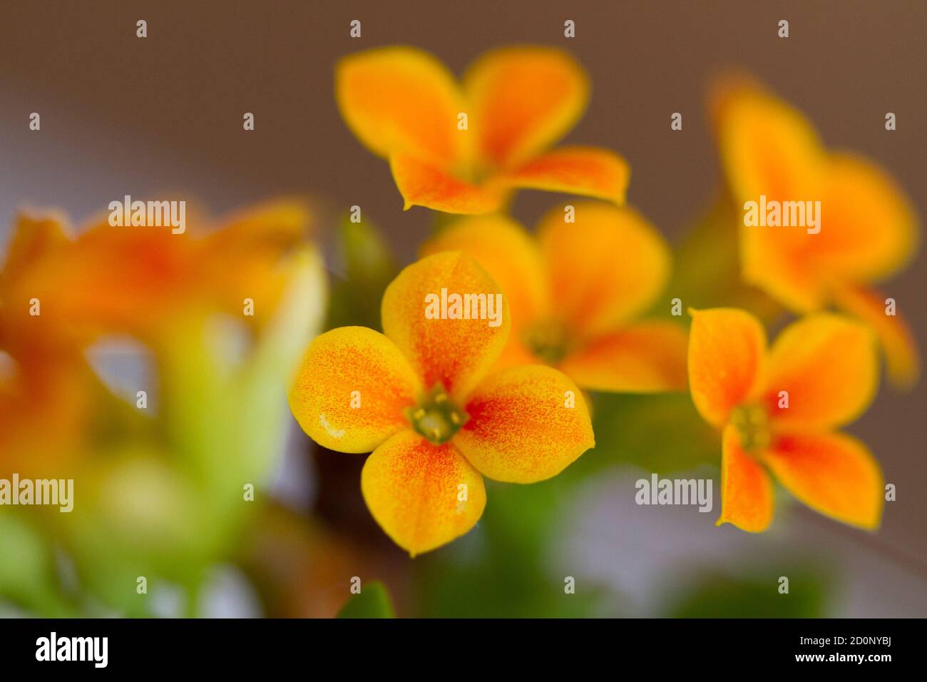 Beautiful orange flowers hi-res stock photography and images - Alamy