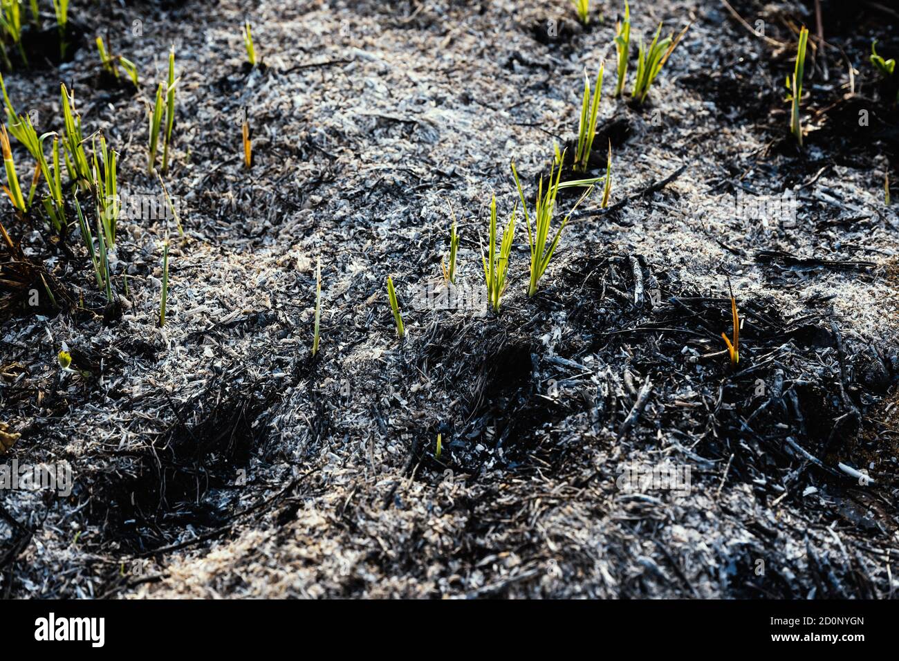 Green young grasses grow from ash-covered burnt soil Stock Photo - Alamy