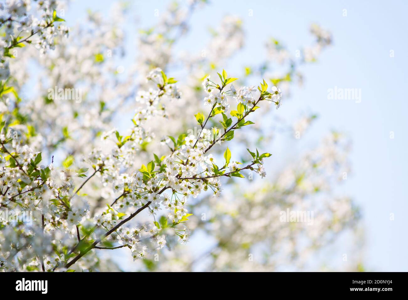 Spring blossoming trees closeup hi-res stock photography and images - Alamy