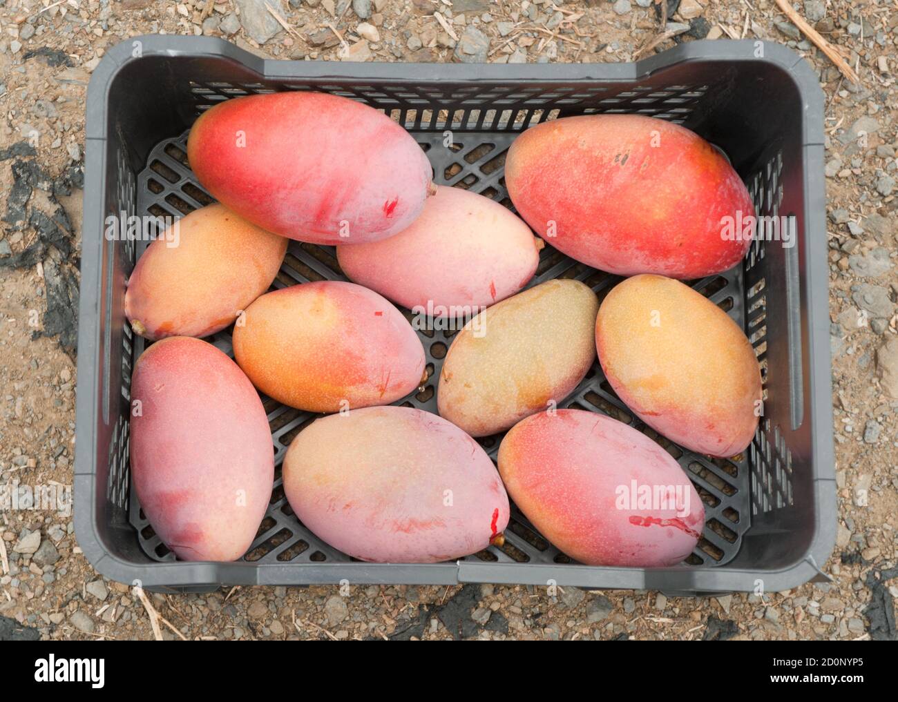 Harvesting boxed fresh mango fruits from organic farm by farmers ...