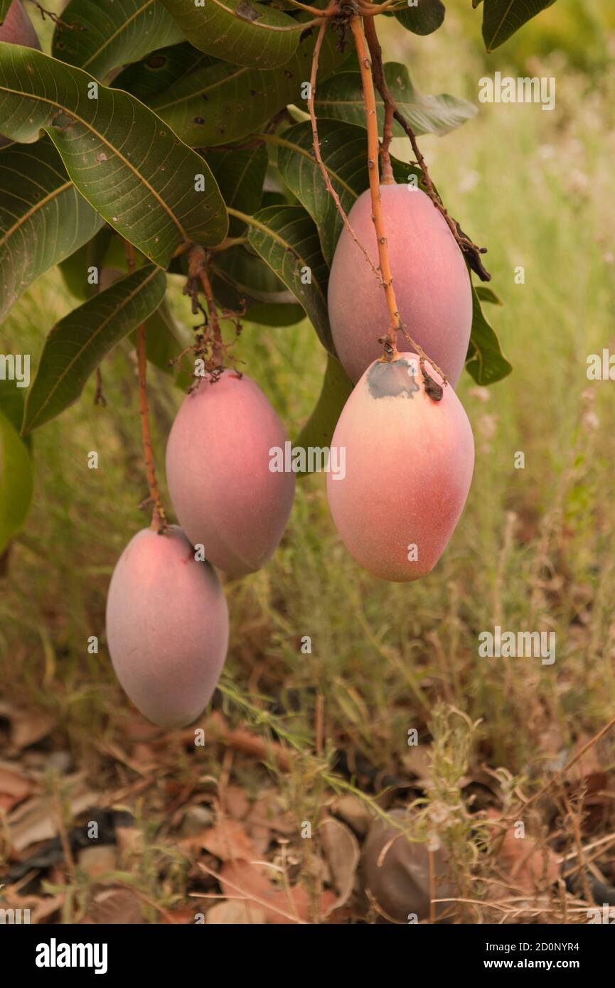 Harvesting of fresh mango fruits from the organic farm by farmers. box ...