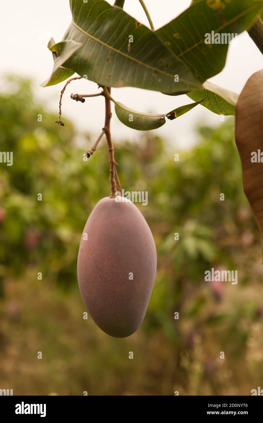 Harvesting of fresh mango fruits from the organic farm by farmers. box ...