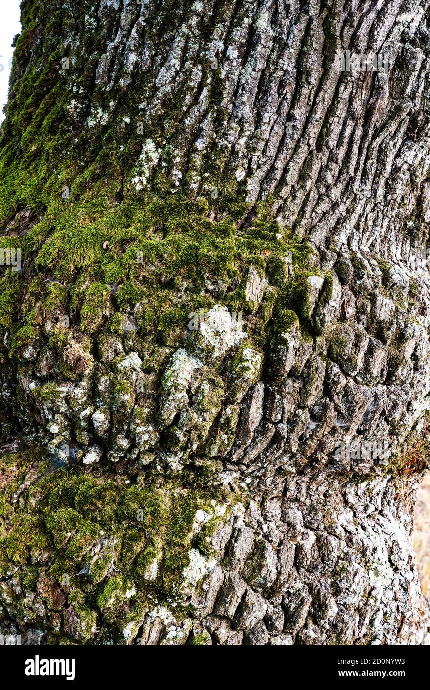 Detail of the bark of an old weathered tree trunk with rough surface ...