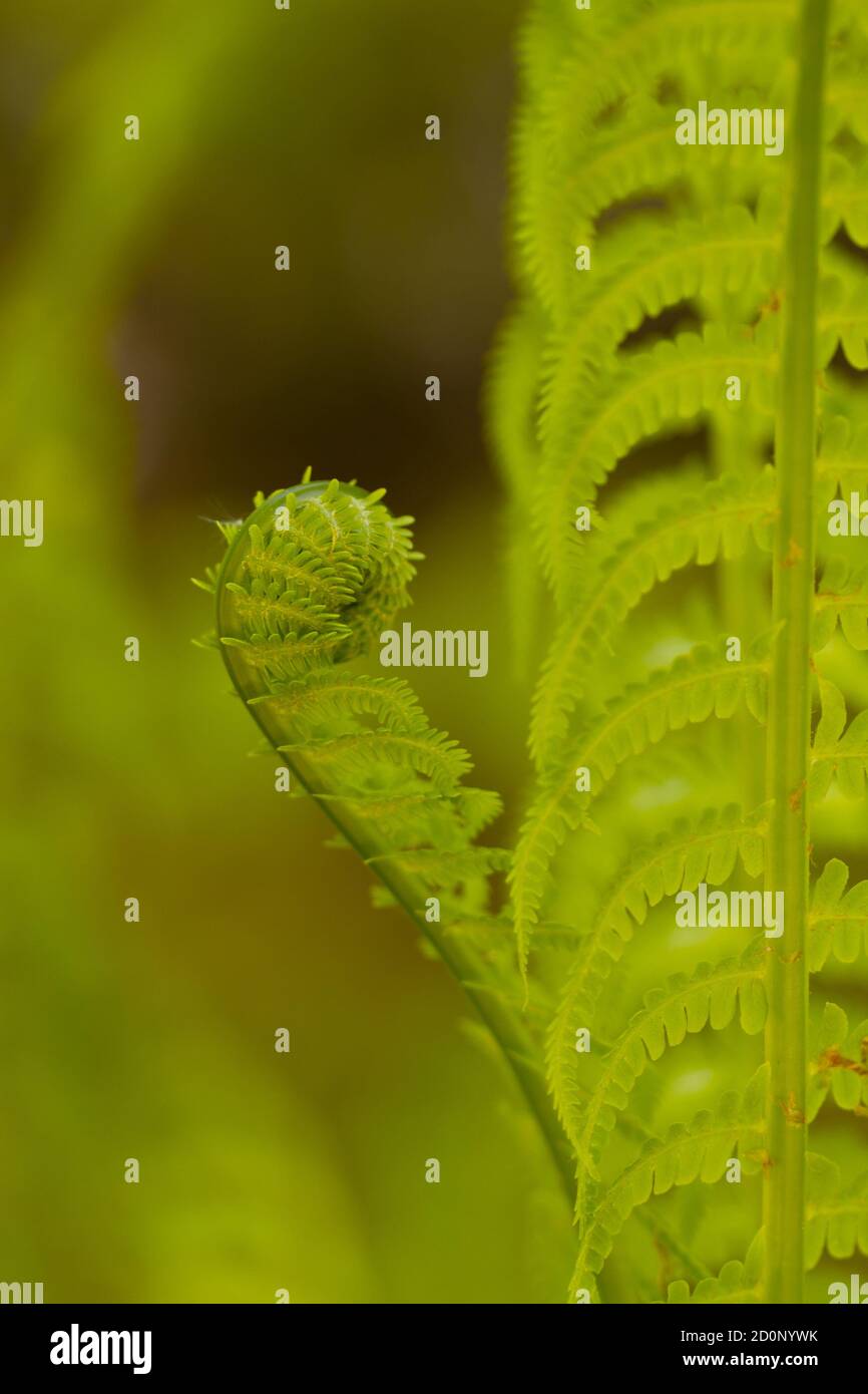 Young fern sprouts hi-res stock photography and images - Alamy