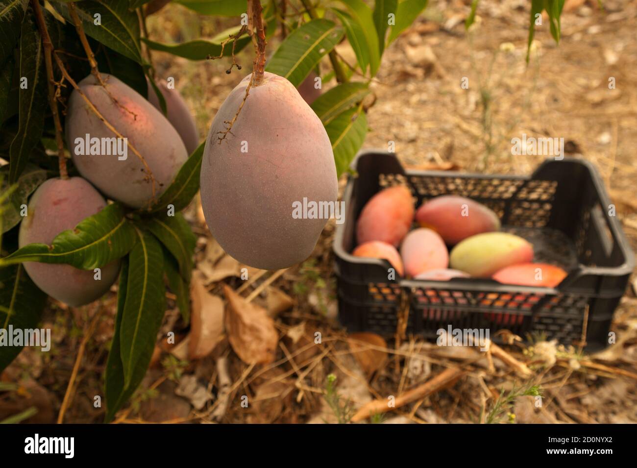 Harvesting of fresh mango fruits from the organic farm by farmers. box ...