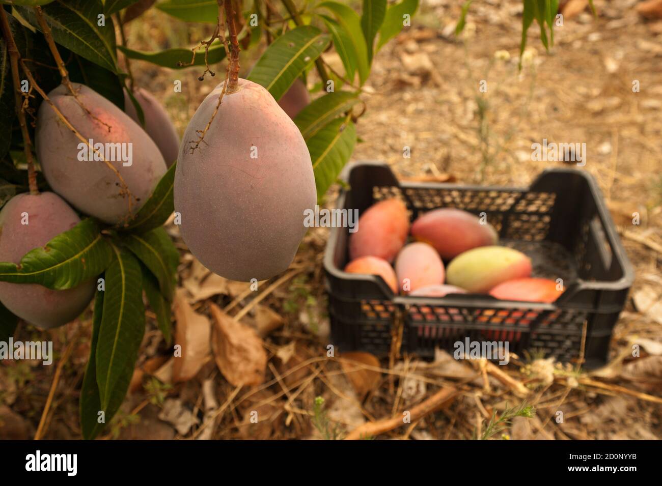 Harvesting of fresh mango fruits from the organic farm by farmers. box ...