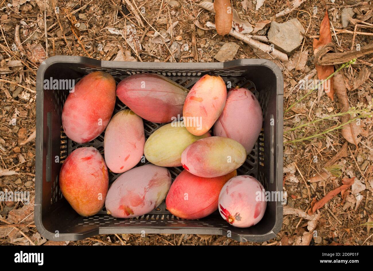 Mango from taiwan hi-res stock photography and images - Alamy