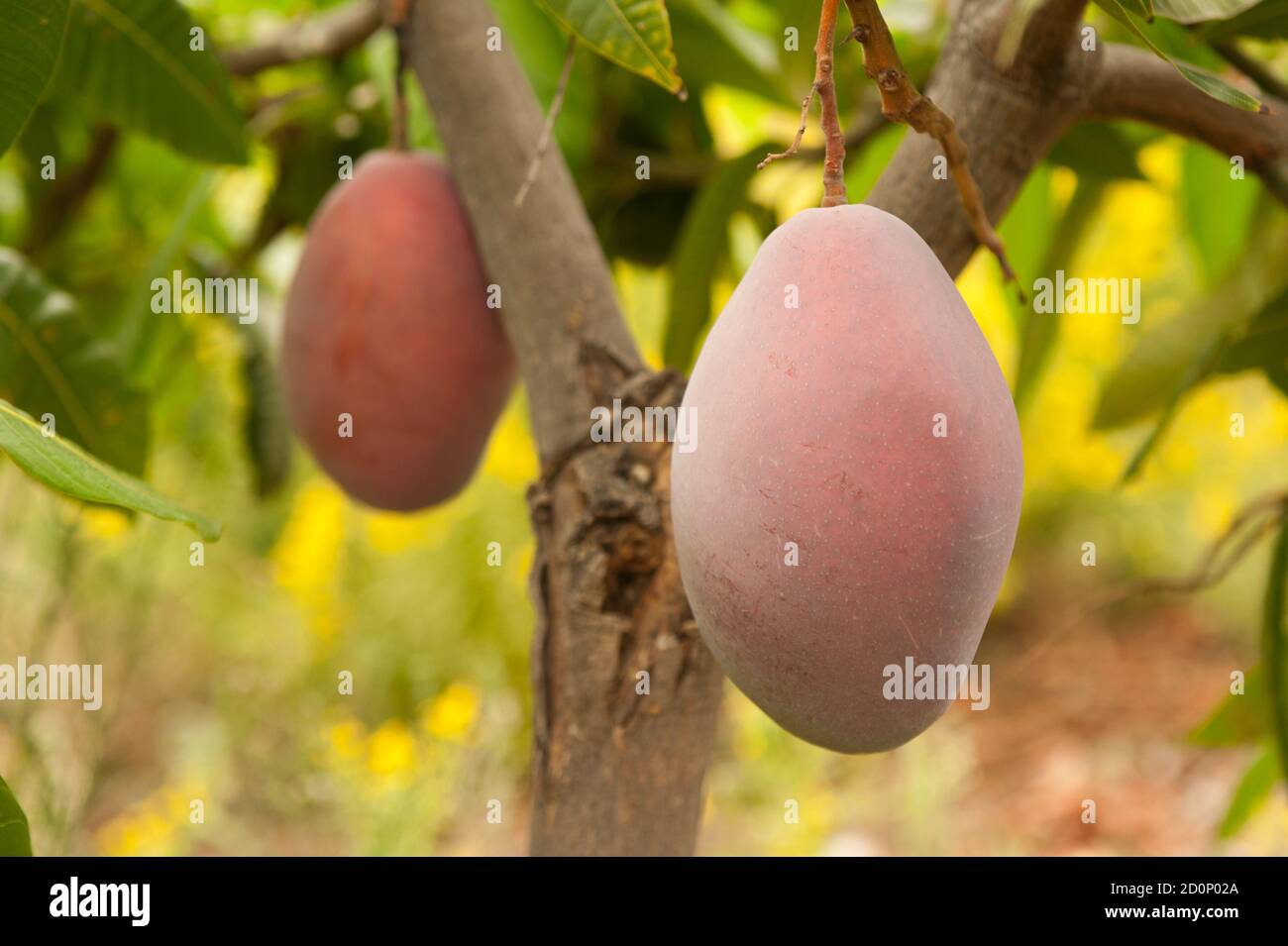 Harvesting of fresh mango fruits from the organic farm by farmers. box ...