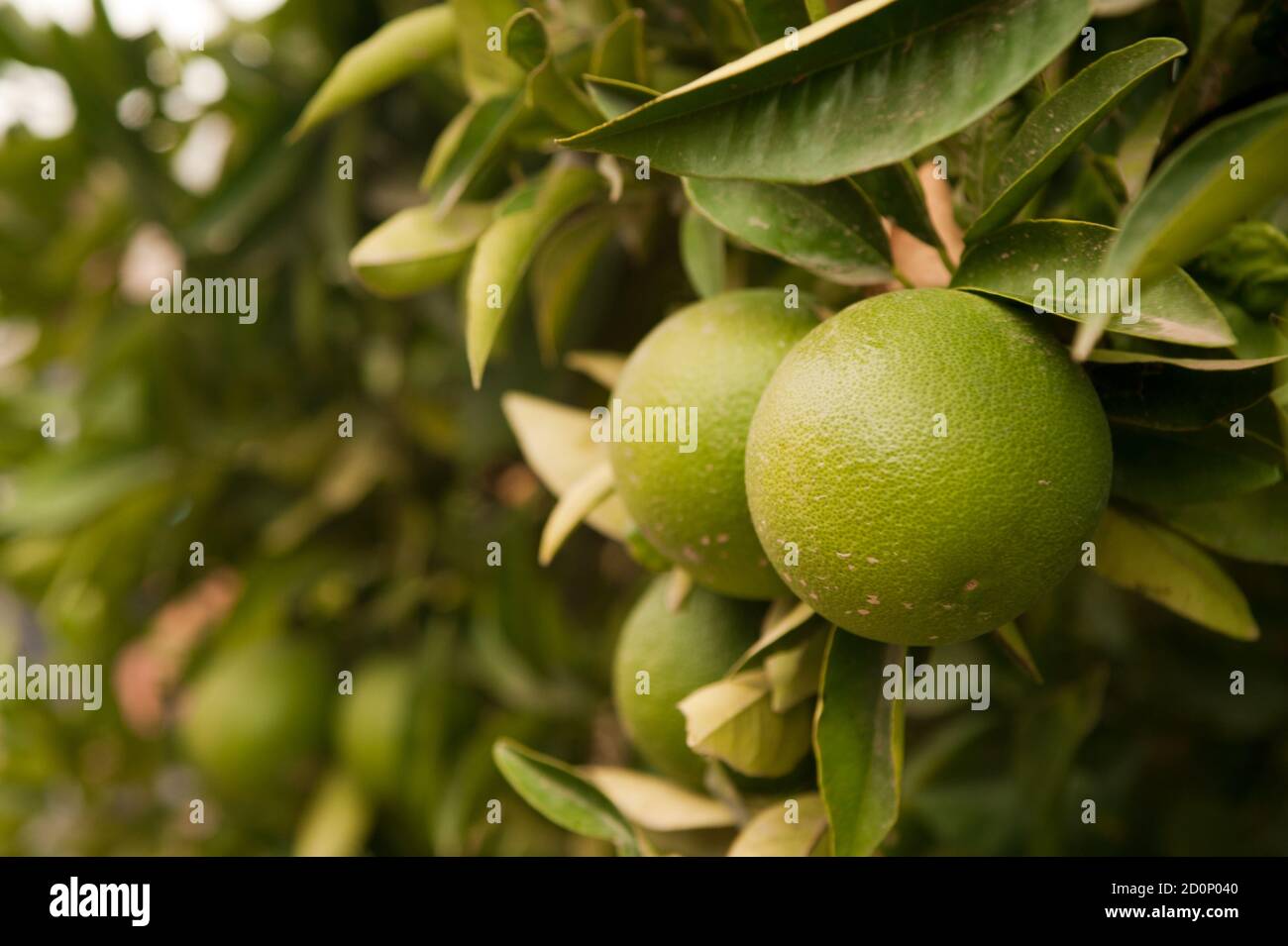 orange tree, with early green fruit Stock Photo - Alamy