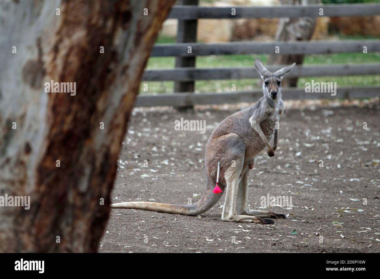 Kangaroos in captivity High Resolution Stock Photography and Images - Alamy