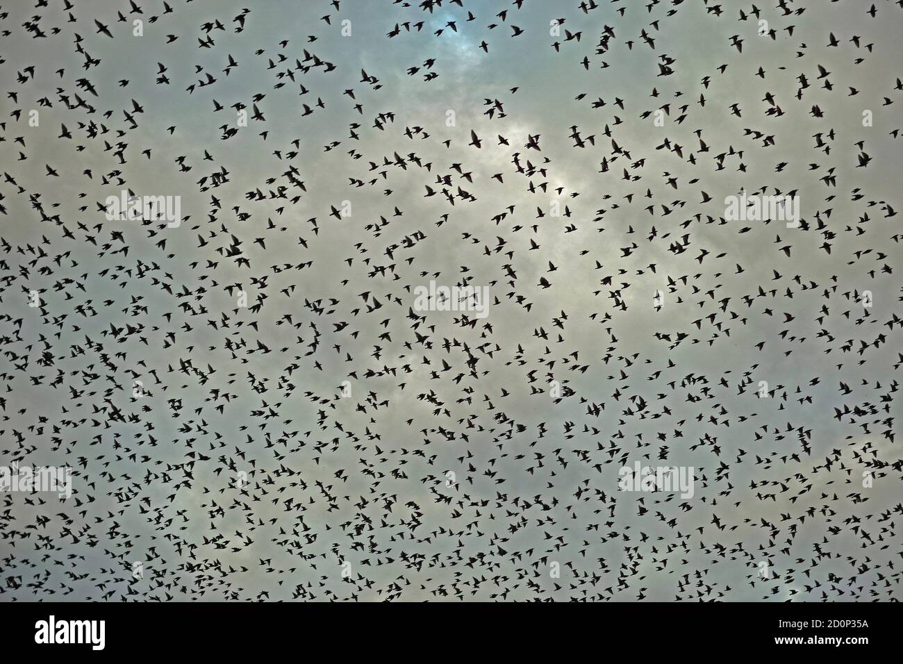 a flock of european starlings in flight Stock Photo - Alamy