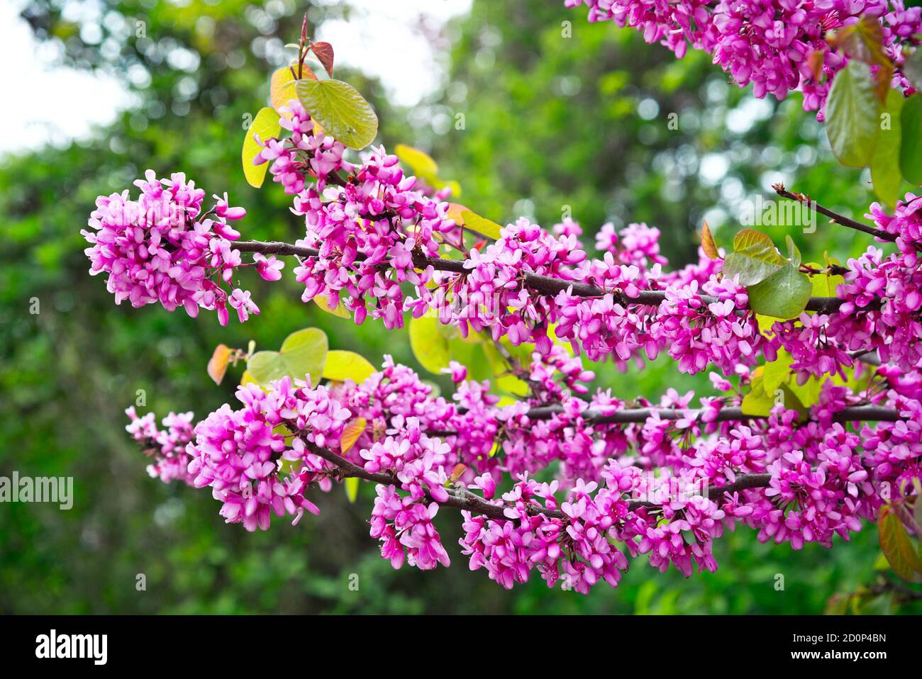Beautiful pink purple blossom branches of Judas tree (Cercis ...