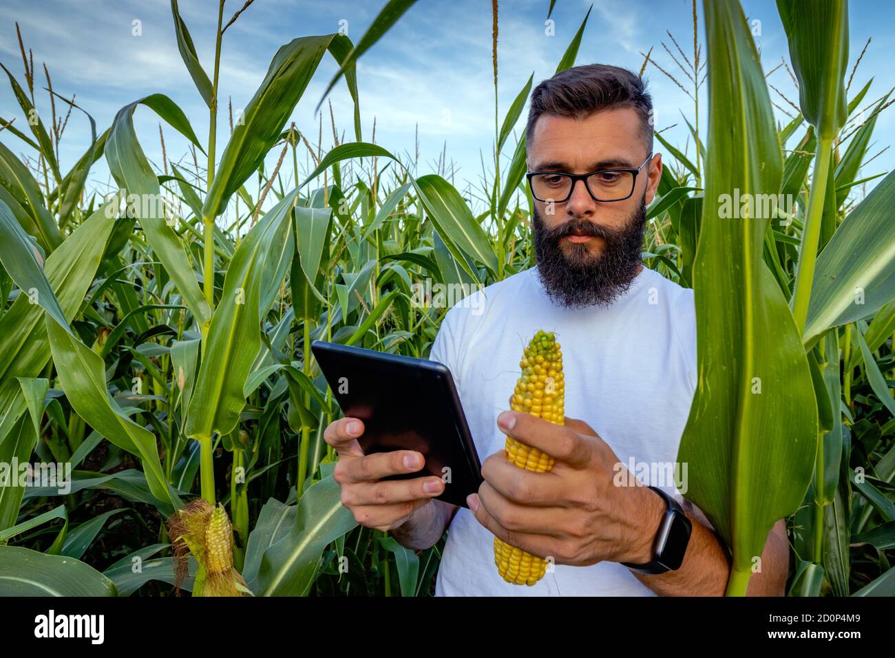 Farmer standing in corn field inspecting corn cobs and taking picture ...