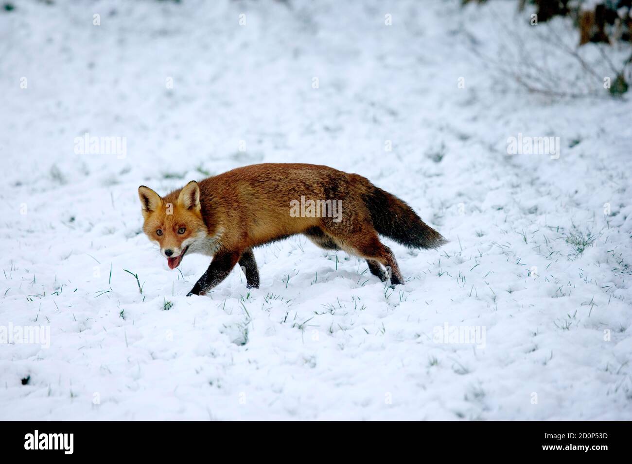 Red Fox, vulpes vulpes, Adult walking on Snow, Normandy Stock Photo - Alamy