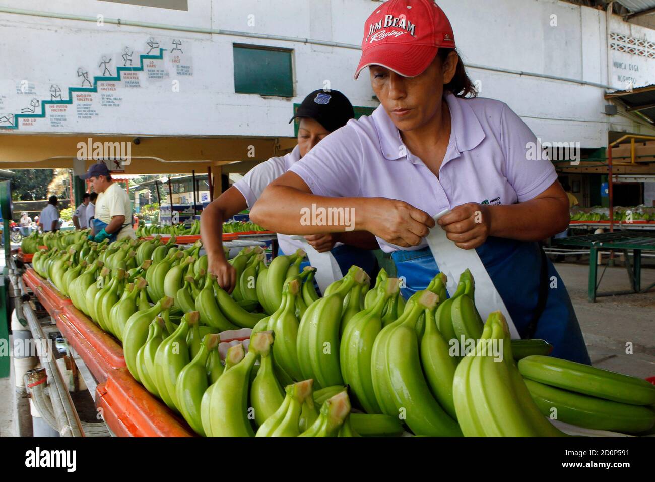 Ecuador agriculture banana hi-res stock photography and images - Alamy