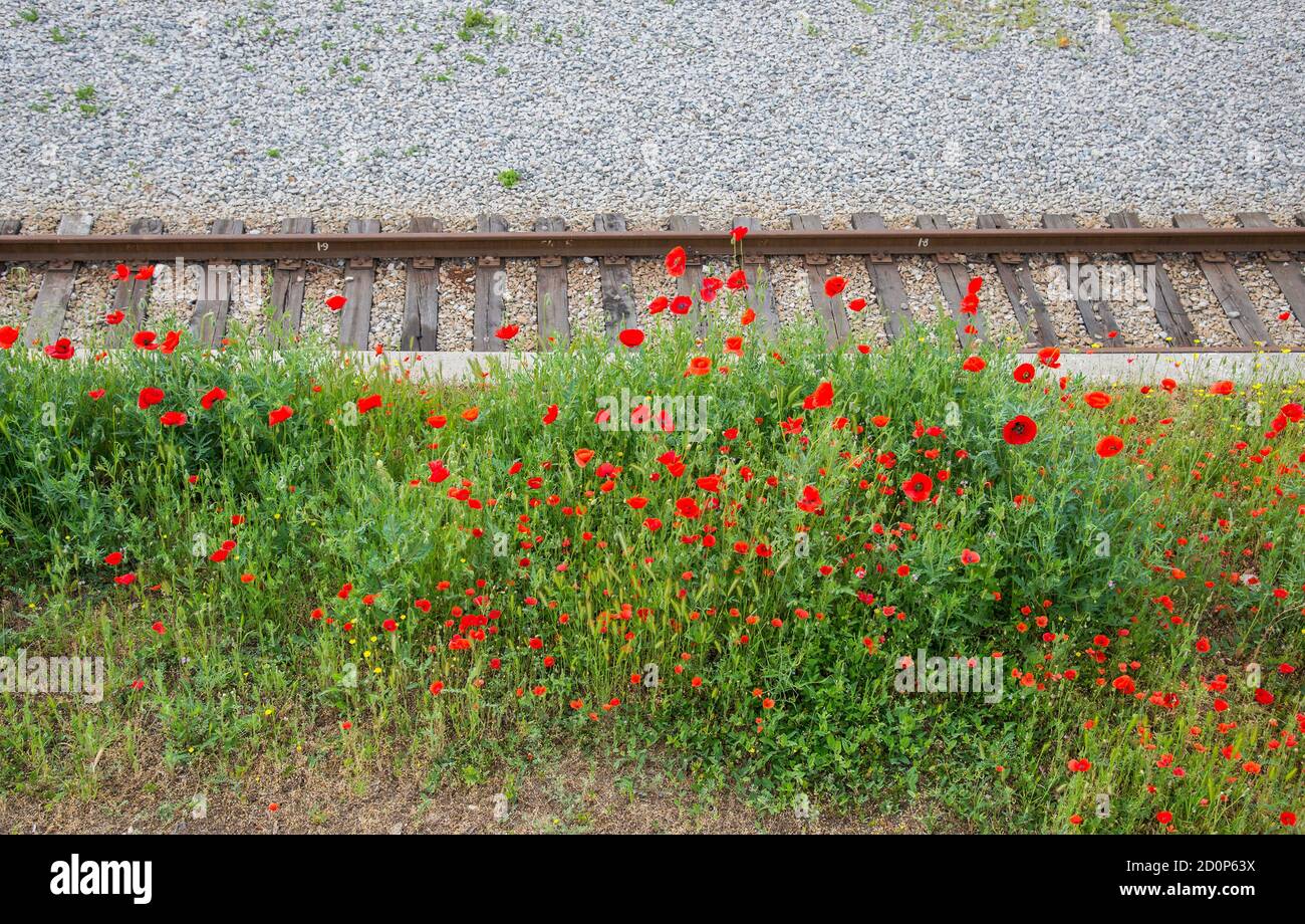Red poppies near railway rails Stock Photo - Alamy