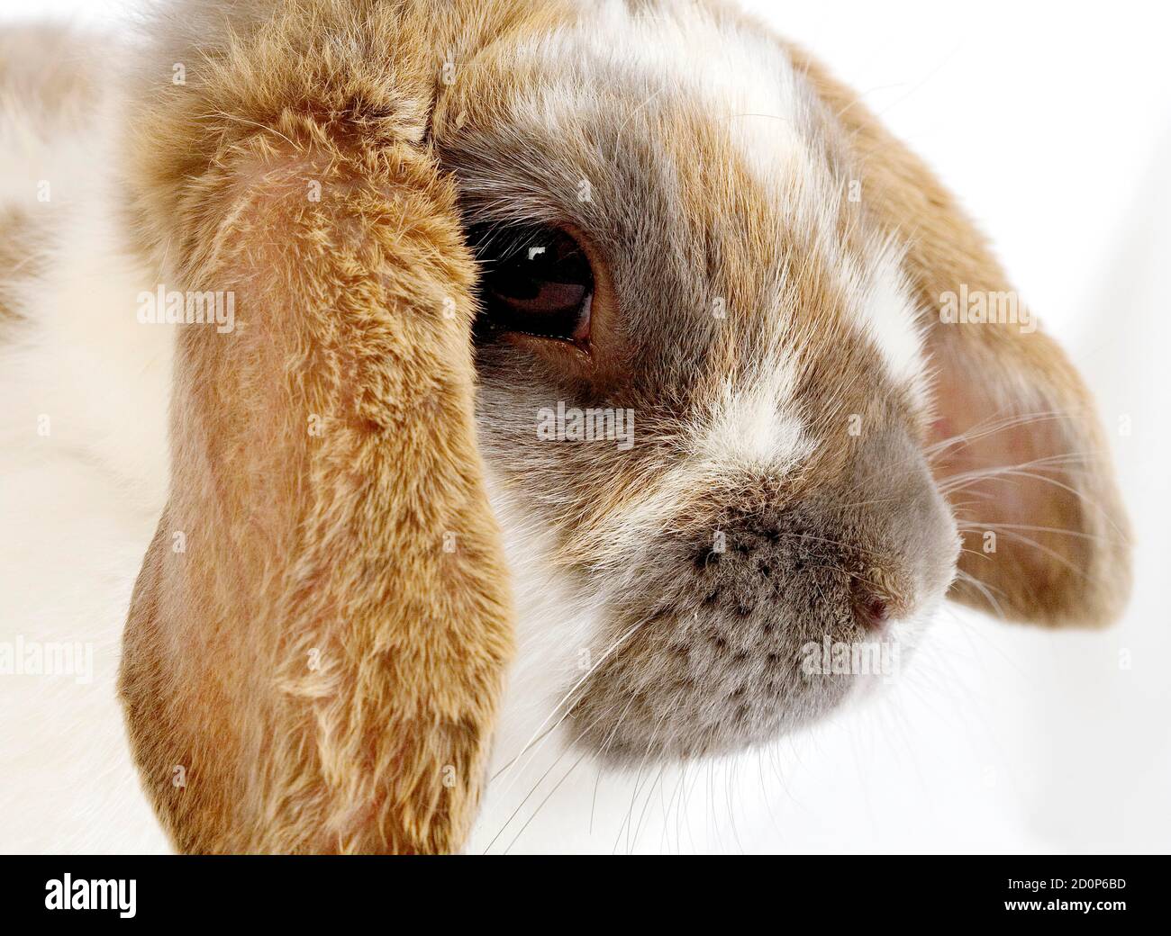 Lop-Eared Domestic Rabbit against White Background Stock Photo - Alamy