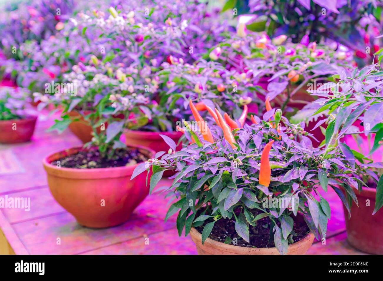 Pepper spectrum hi-res stock photography and images - Alamy