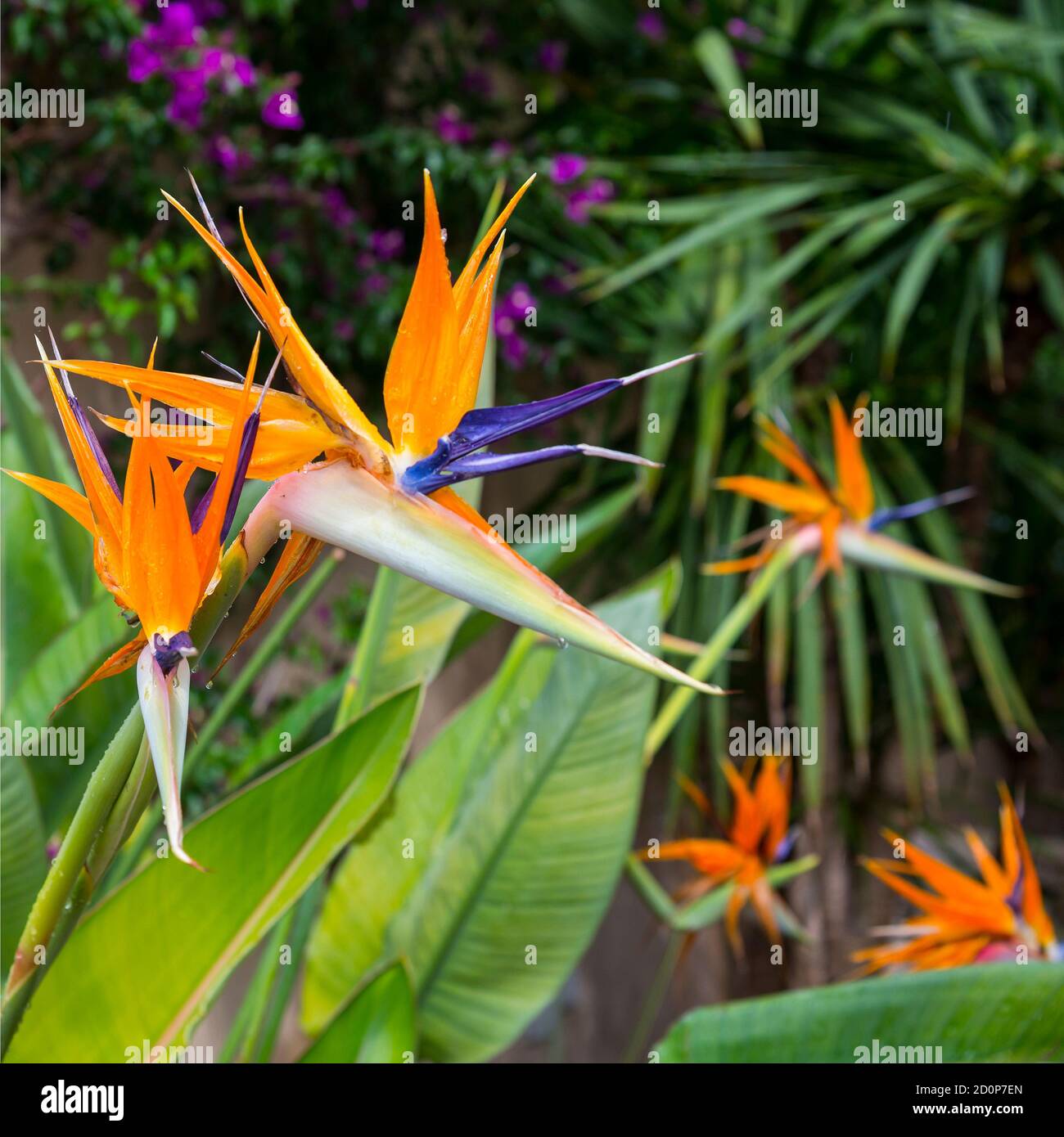 Bird of paradise flower blossom Stock Photo - Alamy