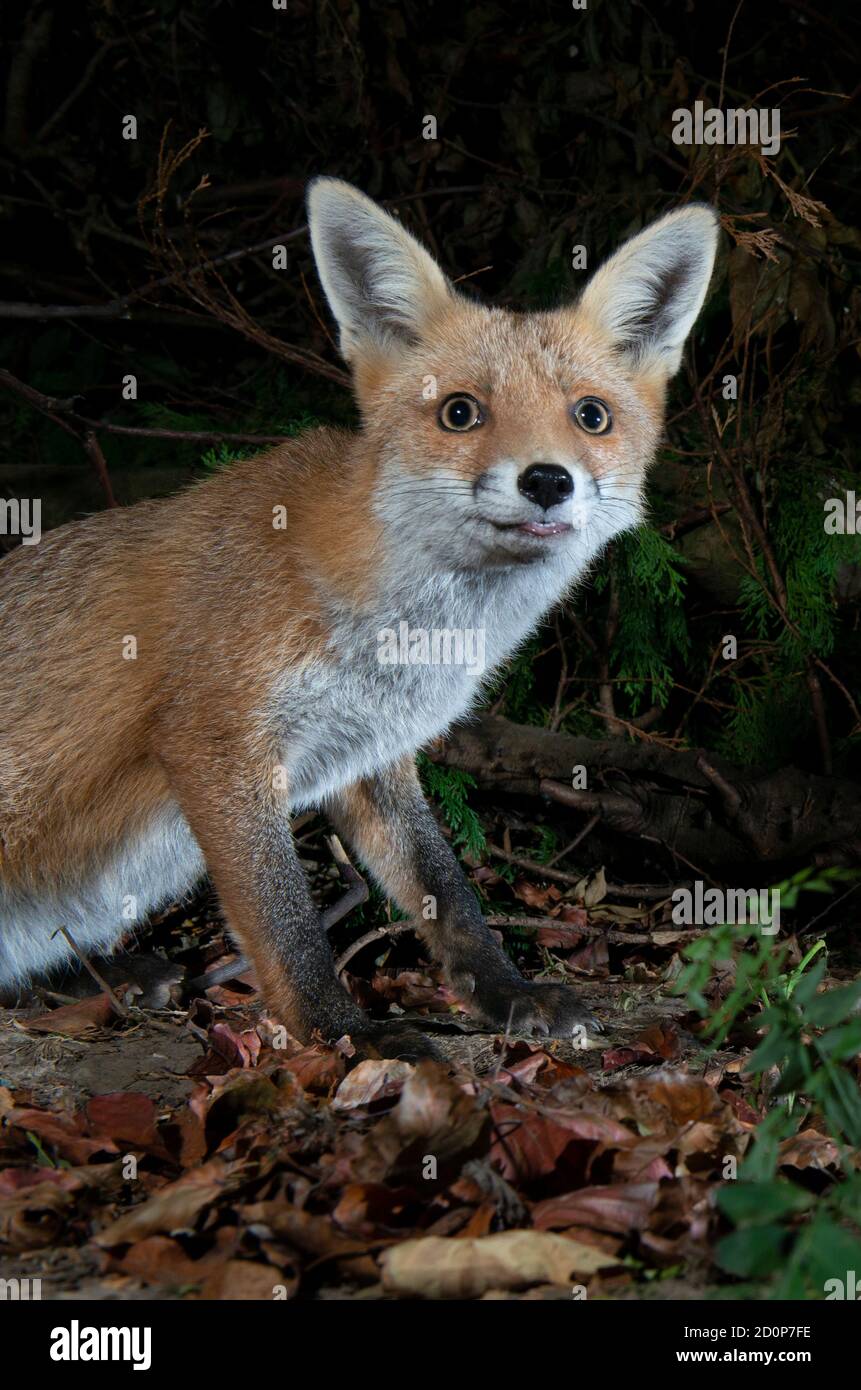 Fox sitting watching in the dark at night with only front half of body ...