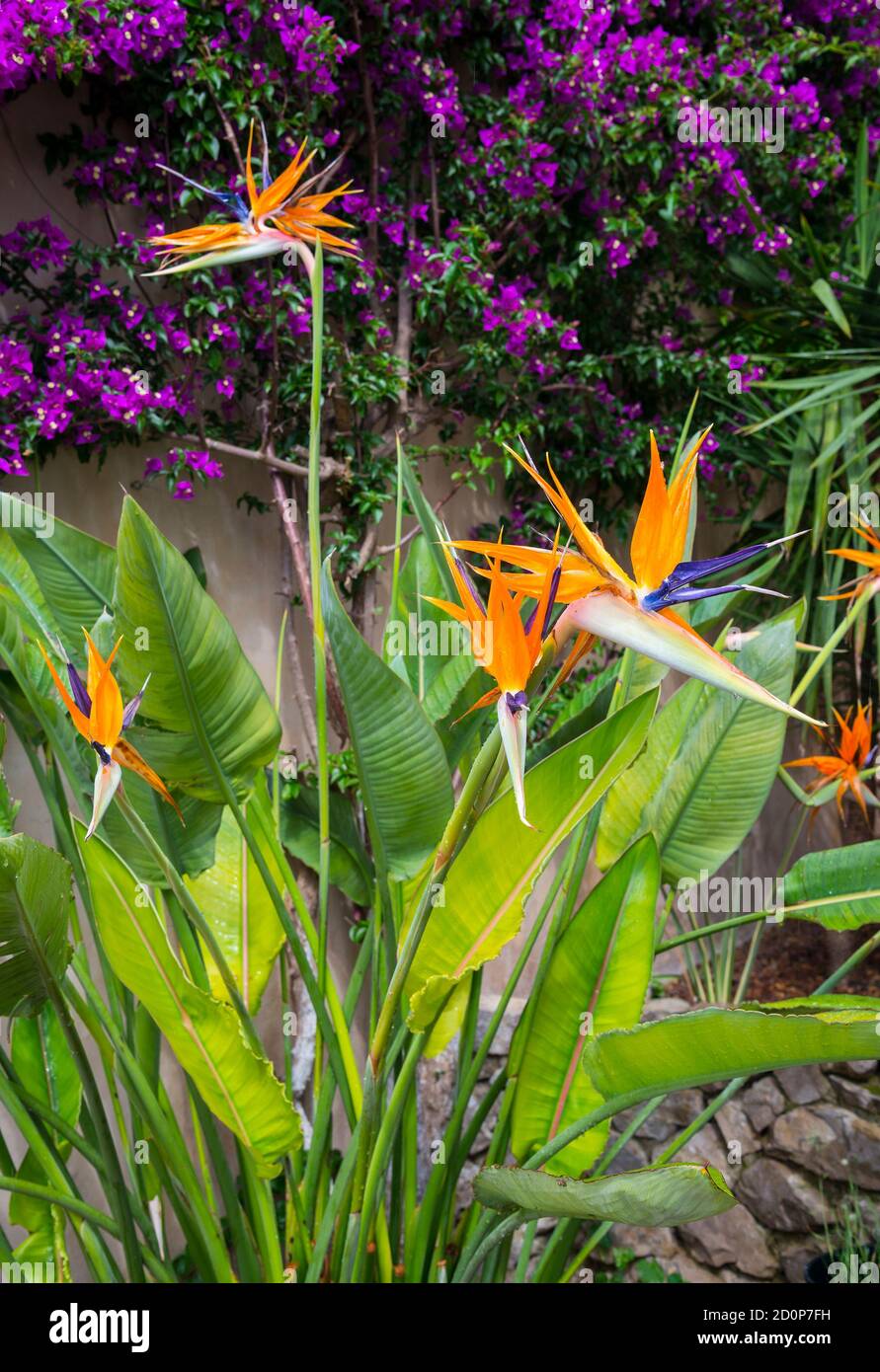 Strelitzia Reginae, a bird of paradise Stock Photo - Alamy
