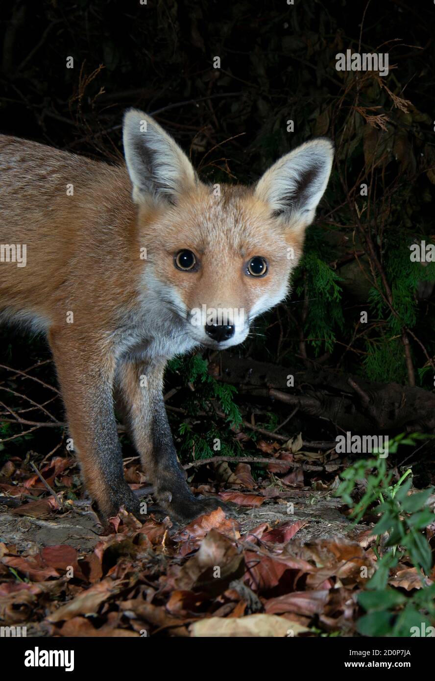Fox with front half of body showing in portrait mode in the dark ...