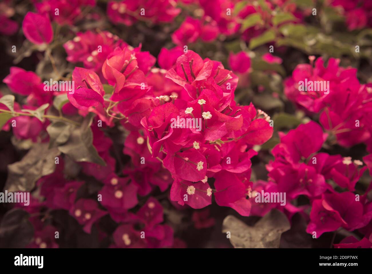 Bougainvillea flower bush Stock Photo - Alamy