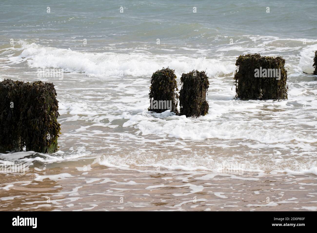Old timber pier stumps at low tide Stock Photo - Alamy