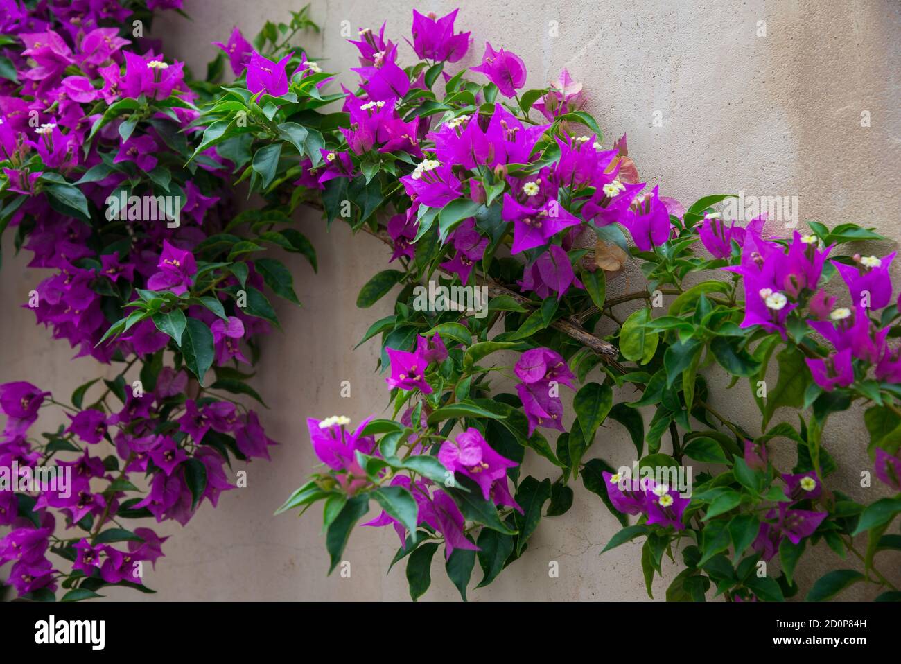 Bougainvillea flower bush Stock Photo - Alamy