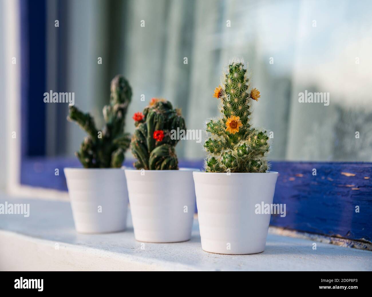 Cactuses in the small white flower pots outdoor Stock Photo - Alamy