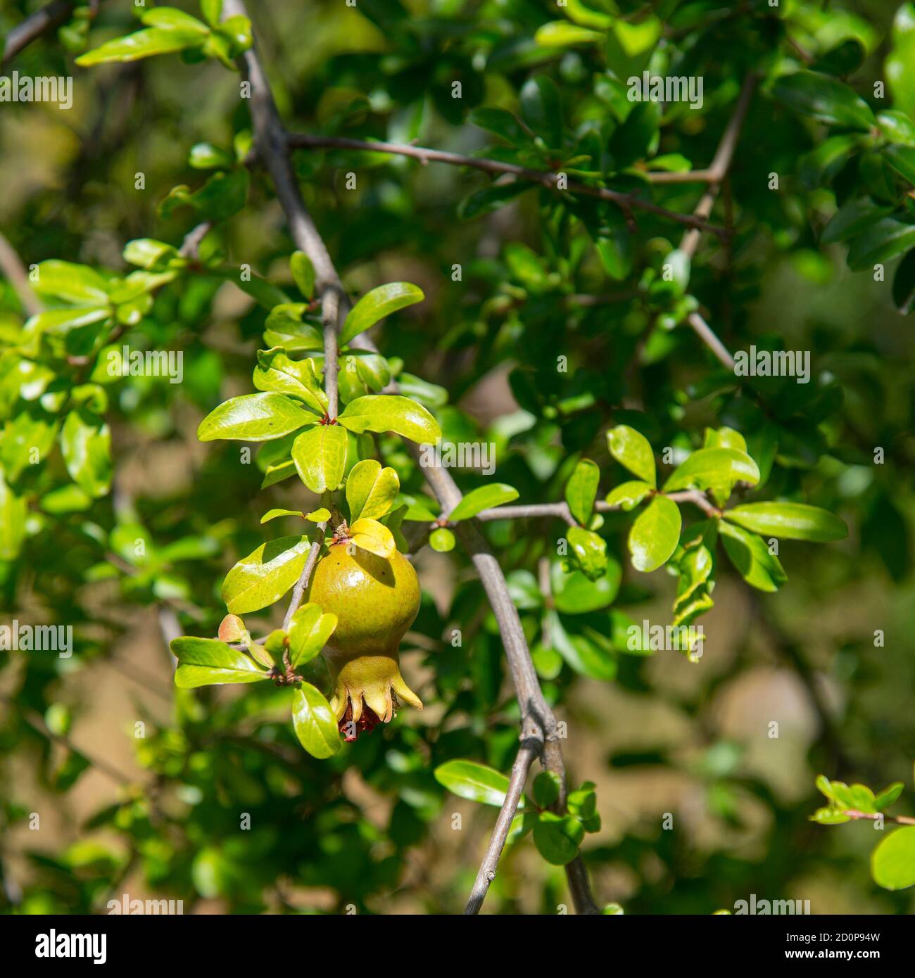 Fruit on a pomegranate tree Stock Photo - Alamy