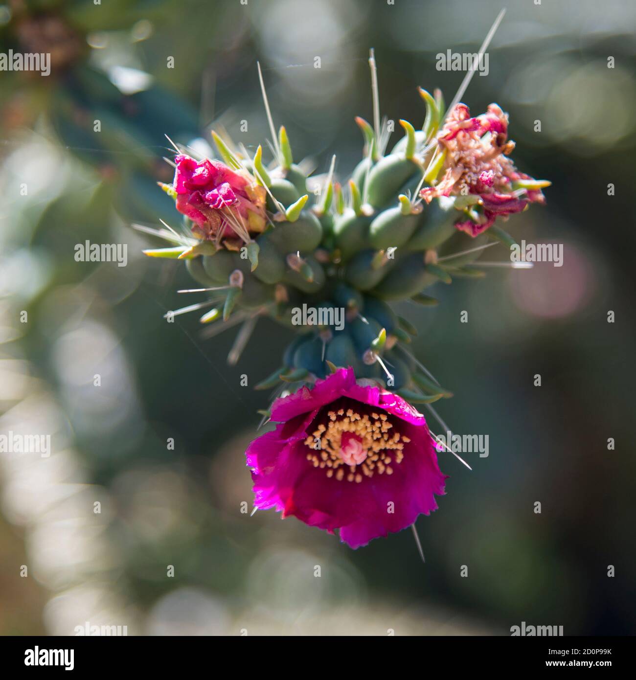 Bright pink flowers of cactus Stock Photo - Alamy