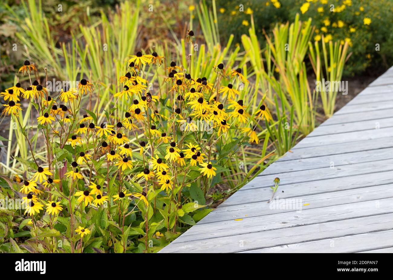Wood wooden plank board walk walkway sidewalk boardwalk hi-res stock ...