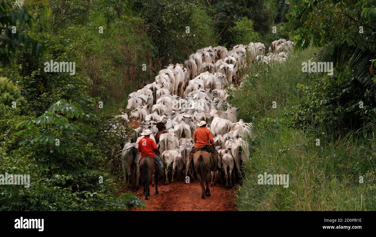 Amazon rainforest deforestation cattle hi-res stock photography and ...