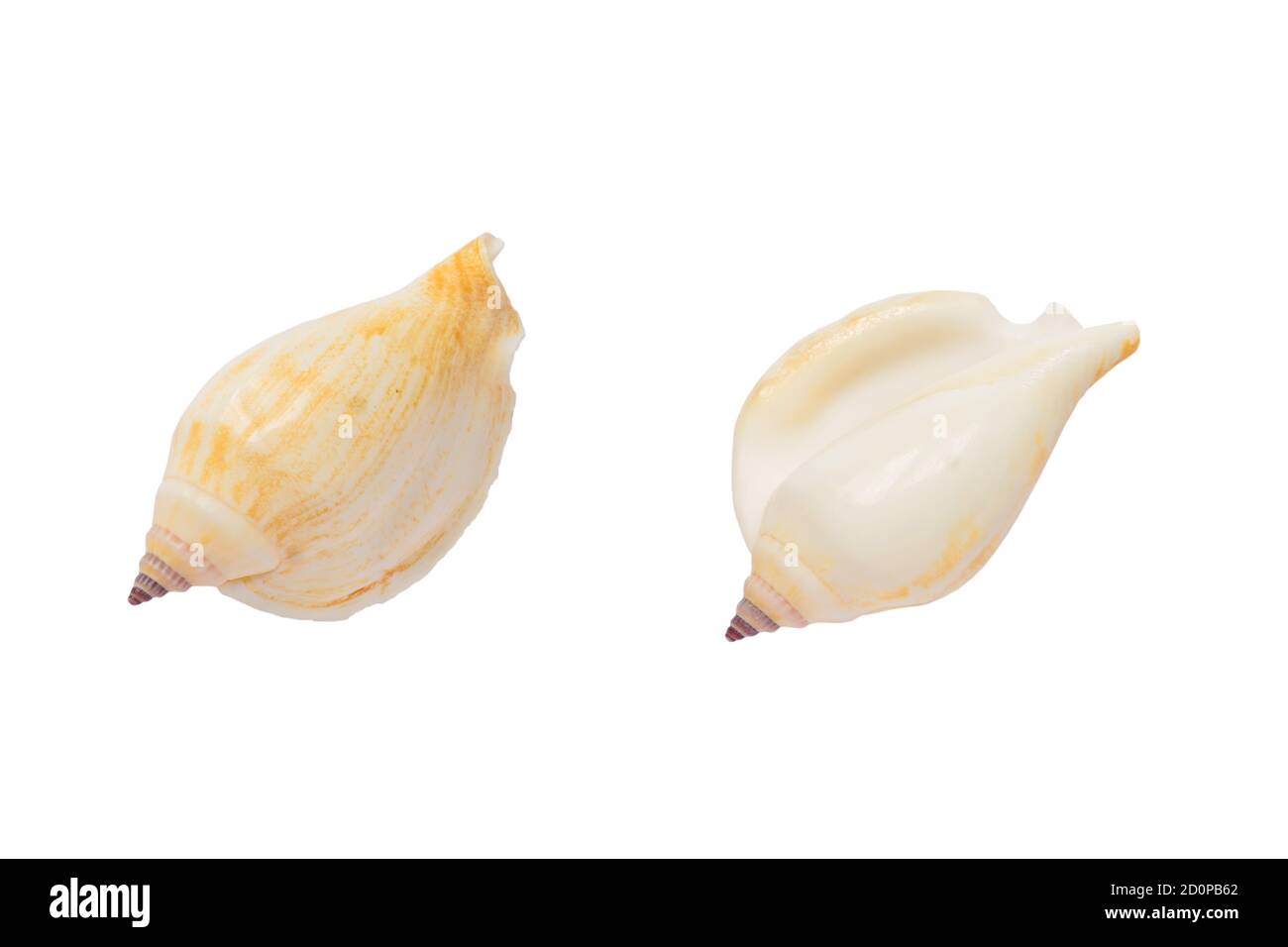 Two sides of Banded Tulip sea shell isolated on white background with ...