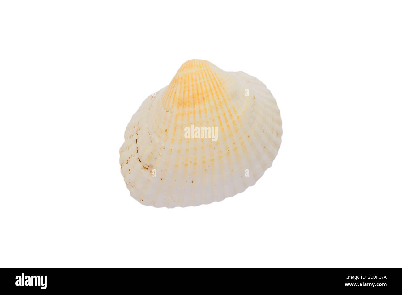 sea shell isolated on white background with clipping path Stock Photo ...