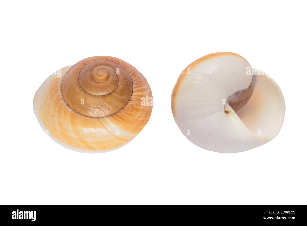 two sides of shark eye sea shell isolated on white background with ...