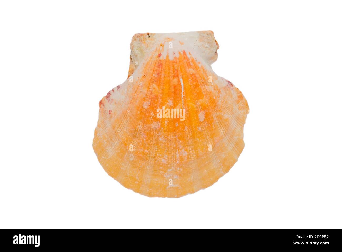 scoop sea shell isolated on white background with clipping path Stock ...