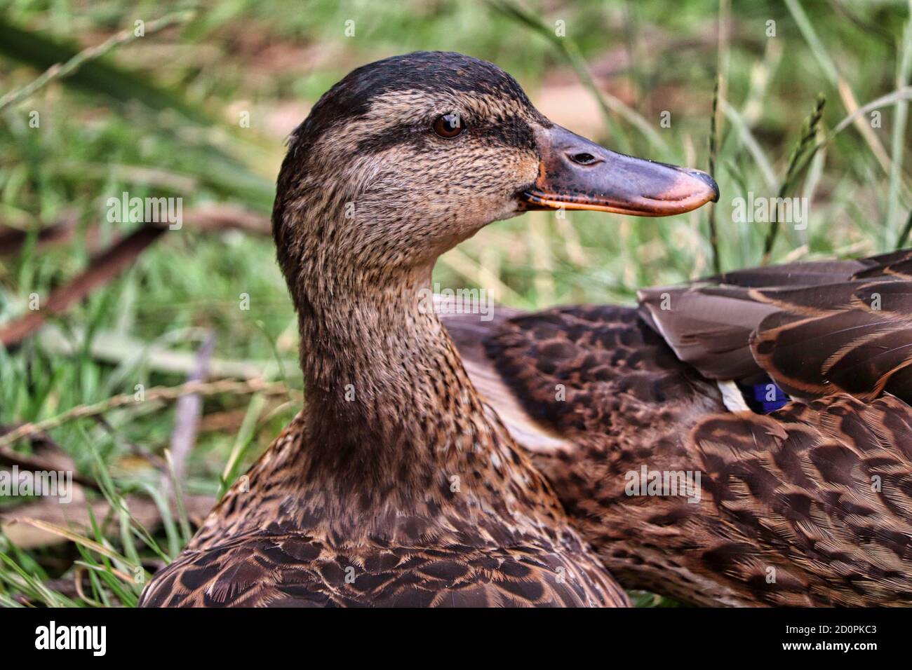 Duck at a park Stock Photo - Alamy